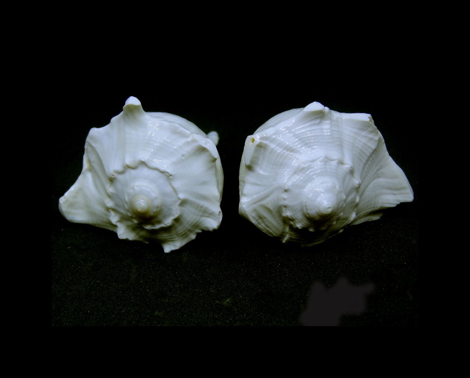 Natural Lakshmi Narayan Shankh Conch ( 3 - 4 inches ) - Himalaya ...