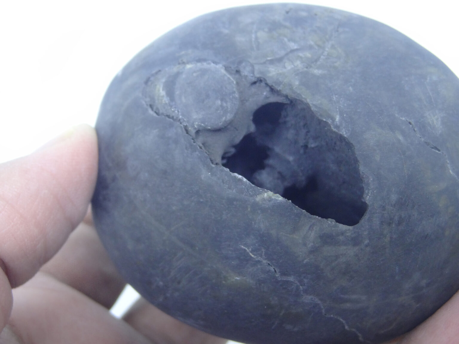 Natural Laxmi Narayan Shaligram Shila ( 468 grams ) approx - Himalaya ...