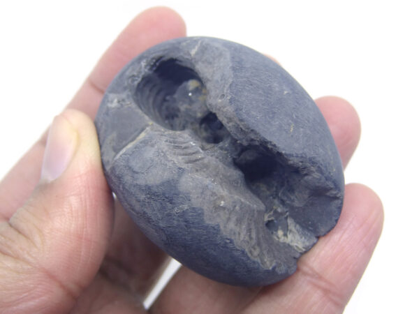 Natural Laxmi Narayan Shaligram Shila ( 123 grams ) approx - Himalaya ...
