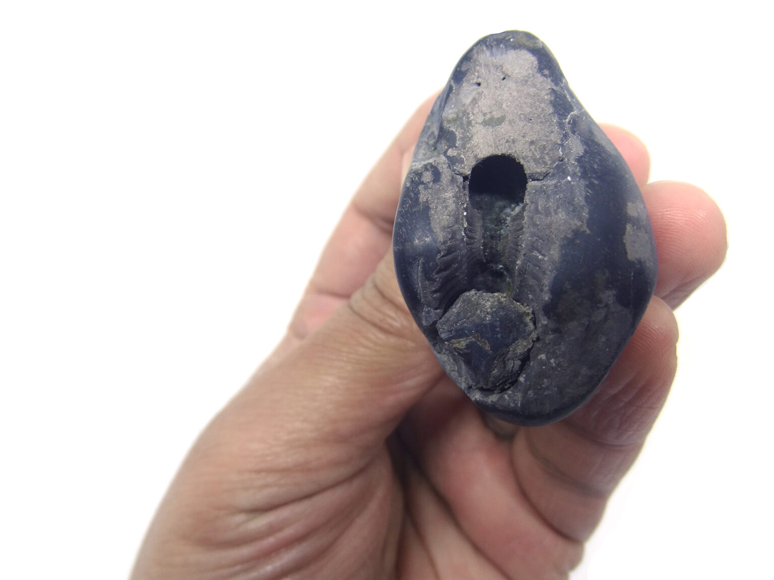 Natural Laxmi Narayan Shaligram Shila ( 73 grams ) approx - Himalaya ...
